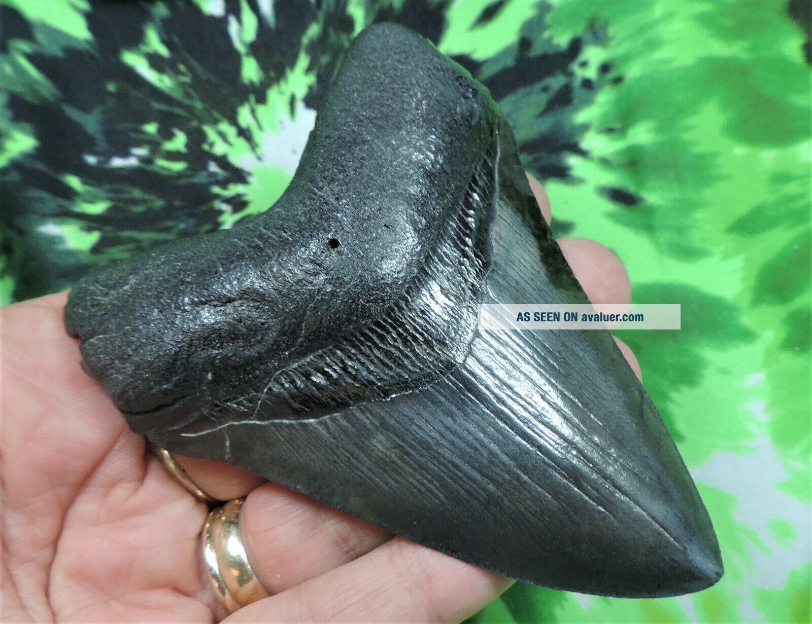 Megalodon Sharks Tooth 4 1/16 Inch NO RESTORATIONS Fossil Sharks Teeth ...