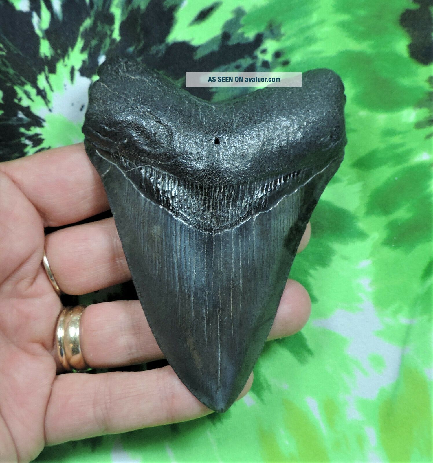 Megalodon Sharks Tooth 4 1/16 Inch NO RESTORATIONS Fossil Sharks Teeth ...