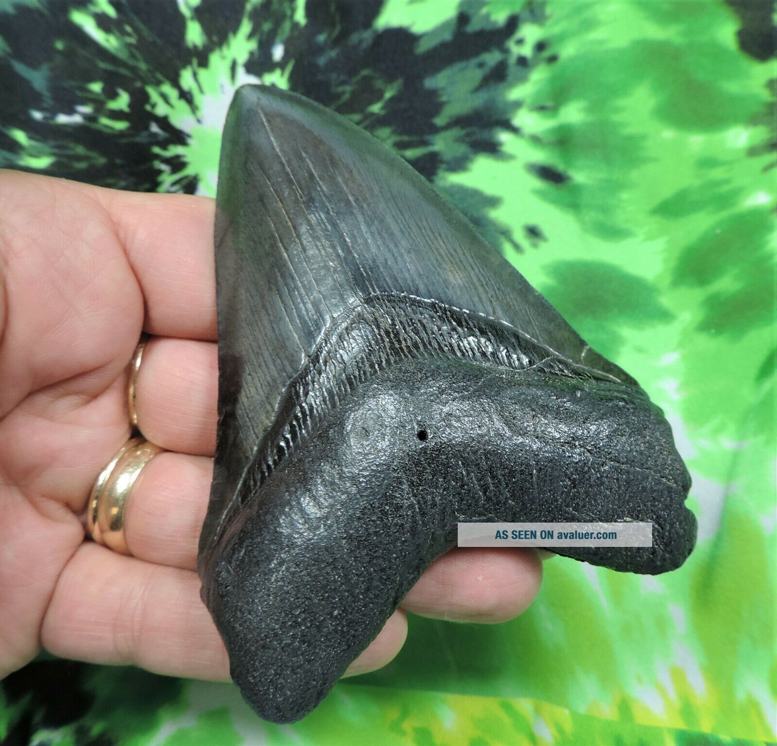 Megalodon Sharks Tooth 4 1/16 Inch NO RESTORATIONS Fossil Sharks Teeth ...