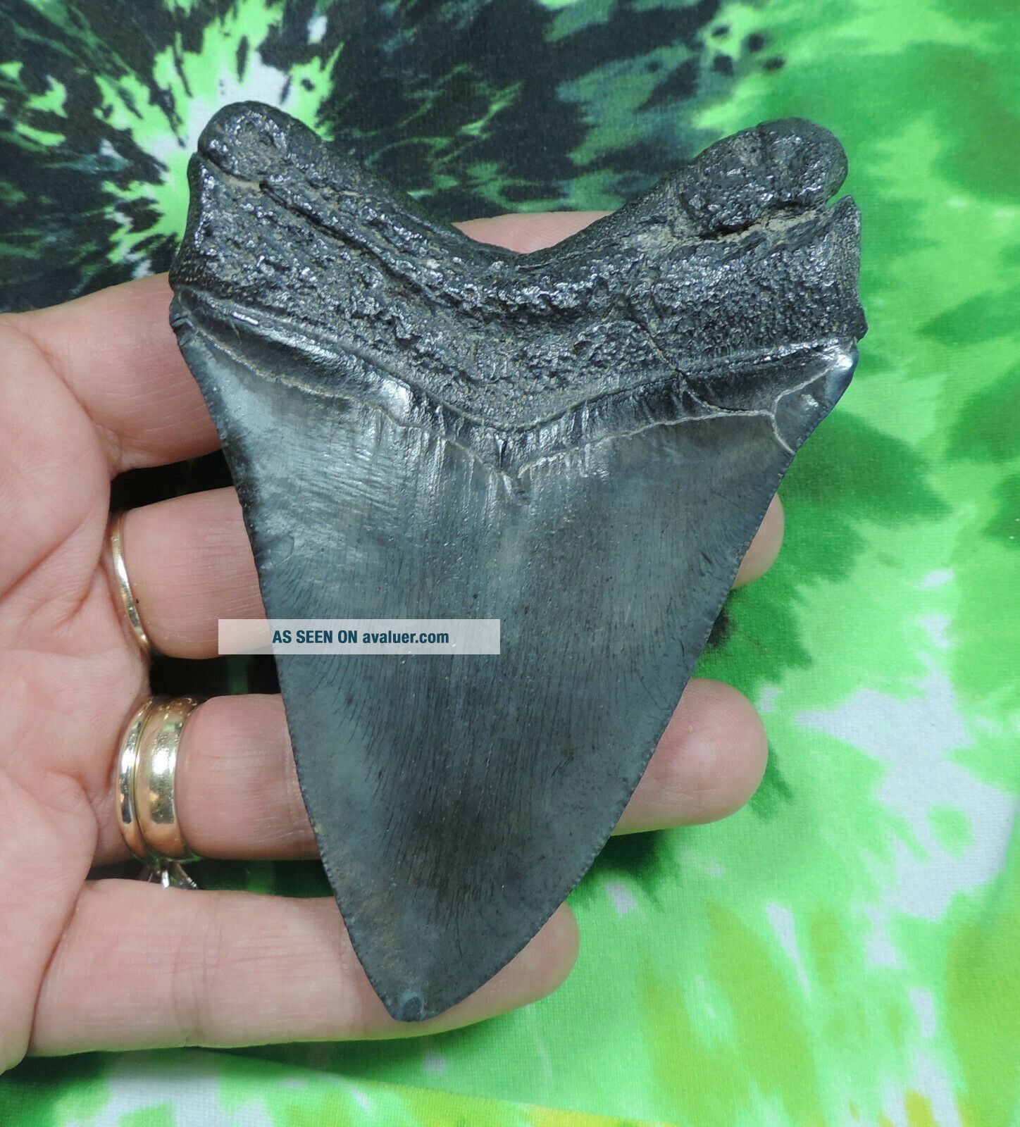 Megalodon Sharks Tooth 4 1/16 Inch NO RESTORATIONS Fossil Sharks Teeth ...