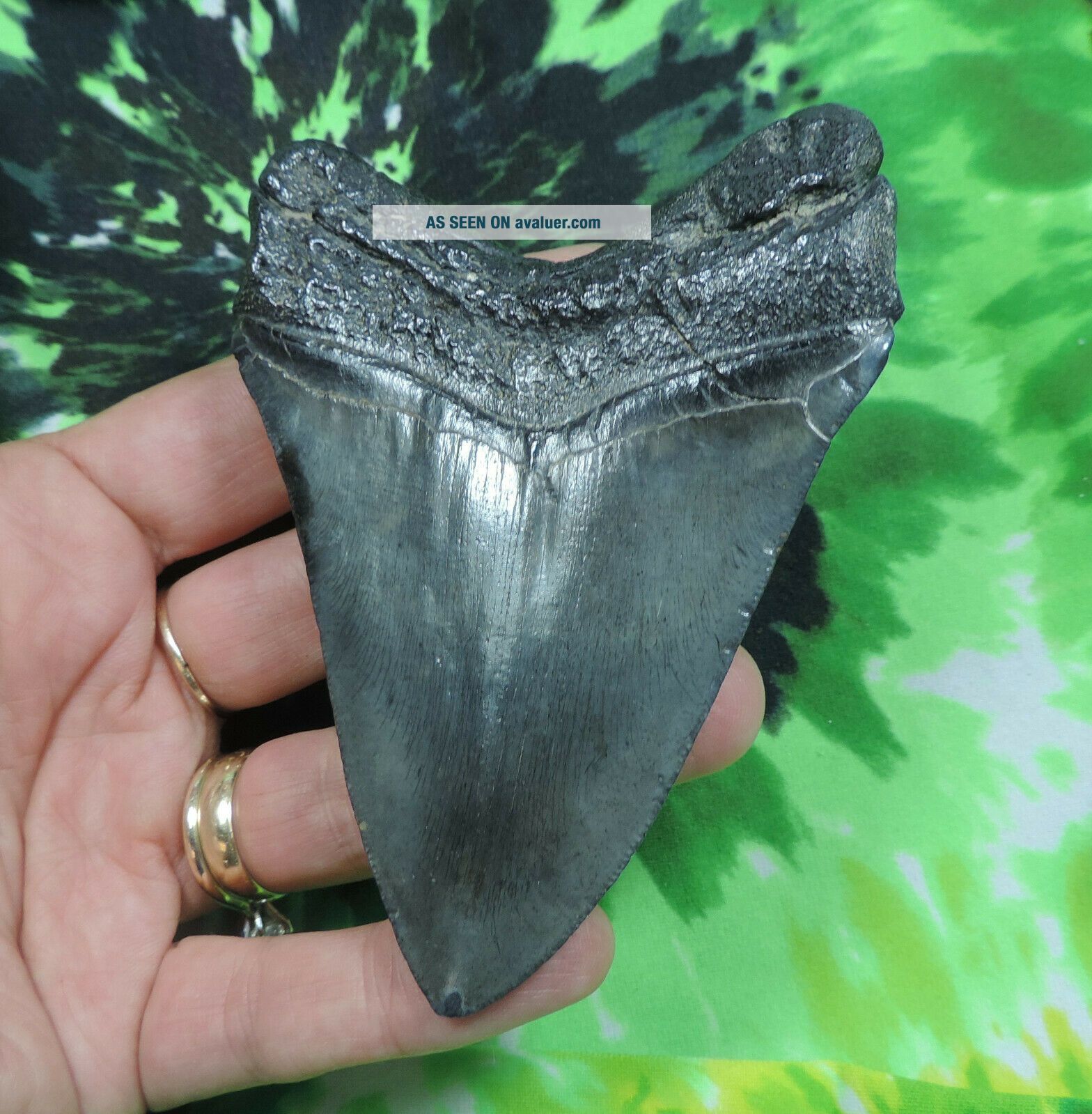 Megalodon Sharks Tooth 4 1/16 Inch NO RESTORATIONS Fossil Sharks Teeth ...