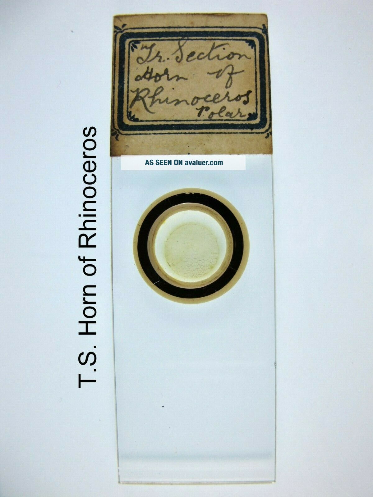 Antique Microscope Slides By Richard Suter. | #4280701