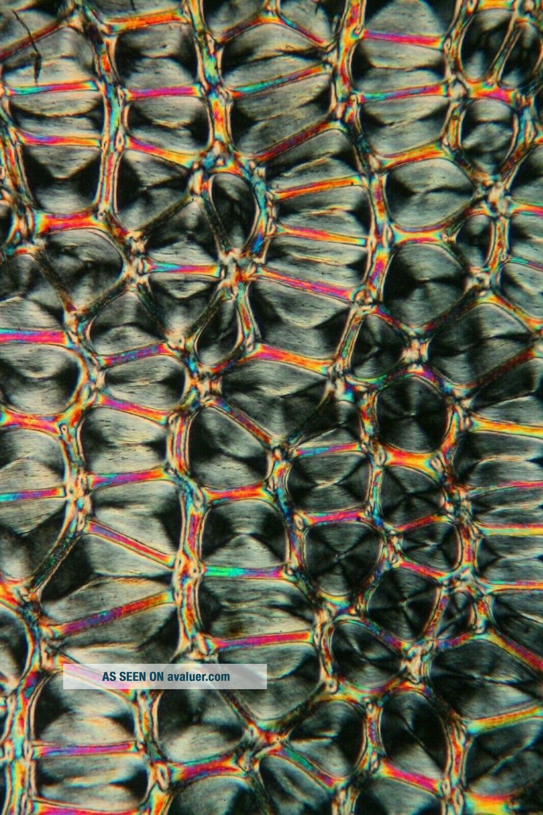 Antique Microscope Slides By Richard Suter. | #4280701