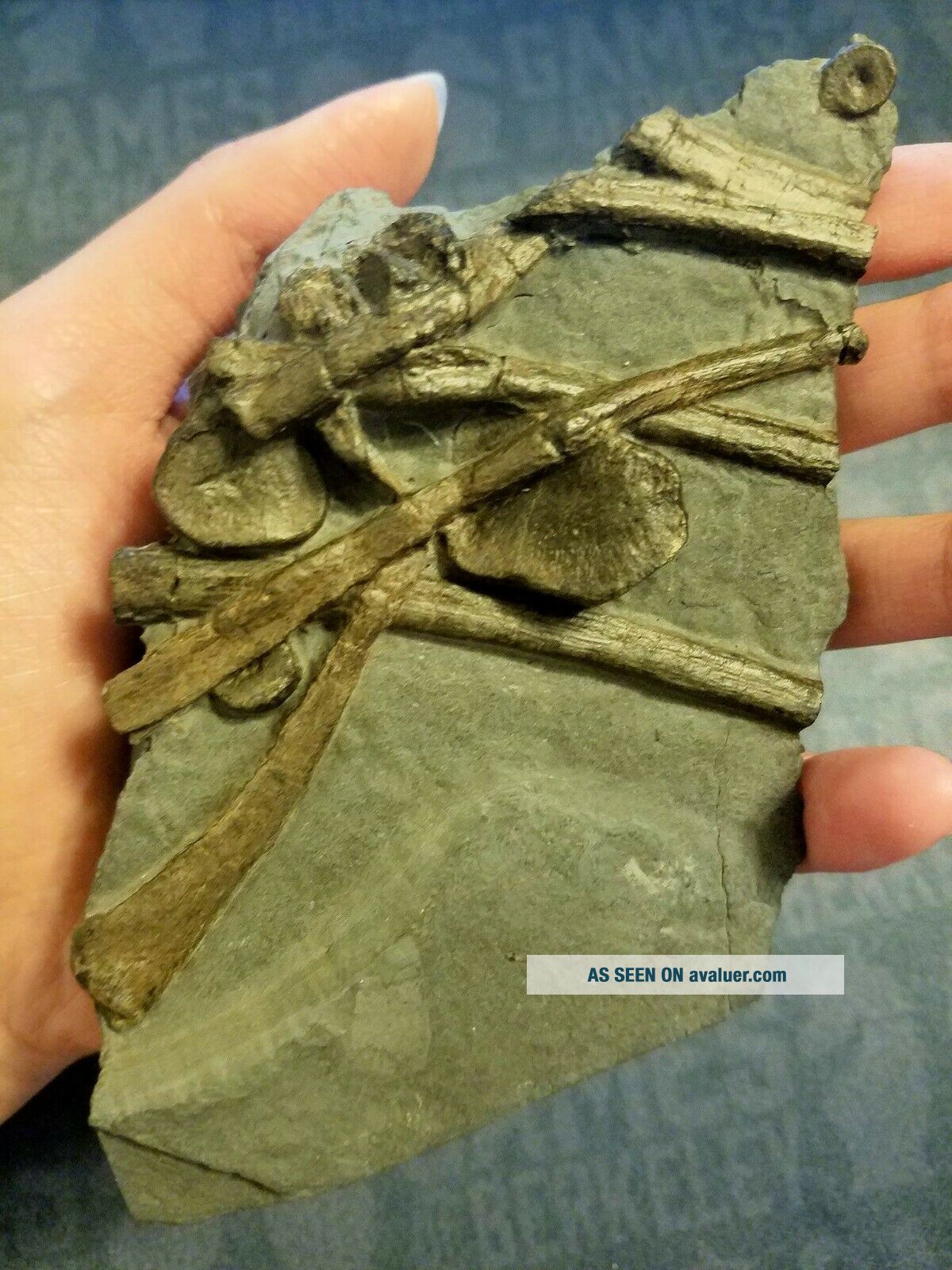 Marine Reptile, Ichthyosaurus Ribs And Vertebrae Fossil Bone UK ...