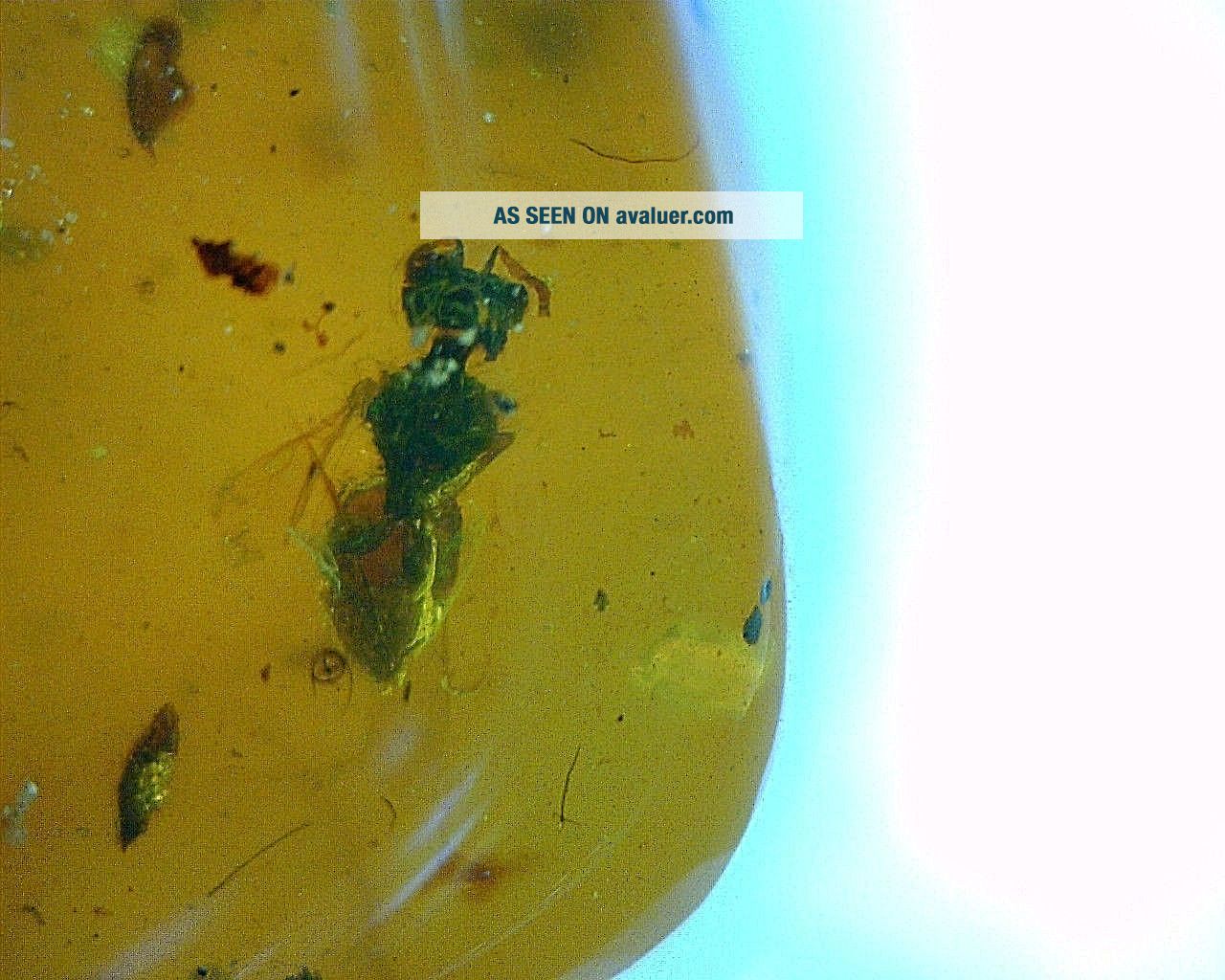 Cretaceous Burmite Amber Fossil Parasitoid Wasp Insect Inclusion T8 1 ...