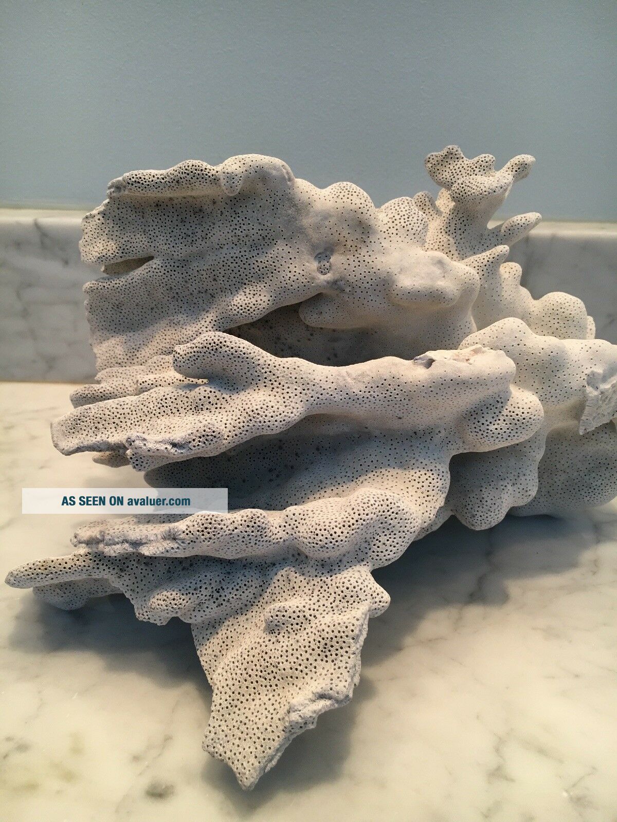NATURAL BLUE RIDGE CORAL BEACH DECOR OR AQUARIUM USE SHELL FOSSIL ...