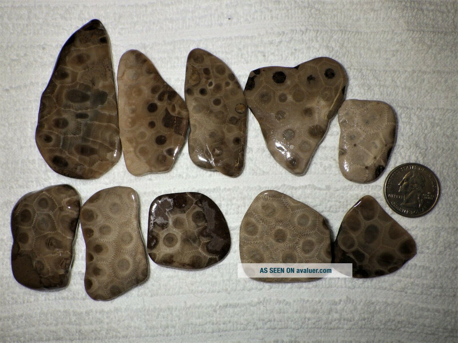 Polished Petoskey Stones Slabs | #4469164