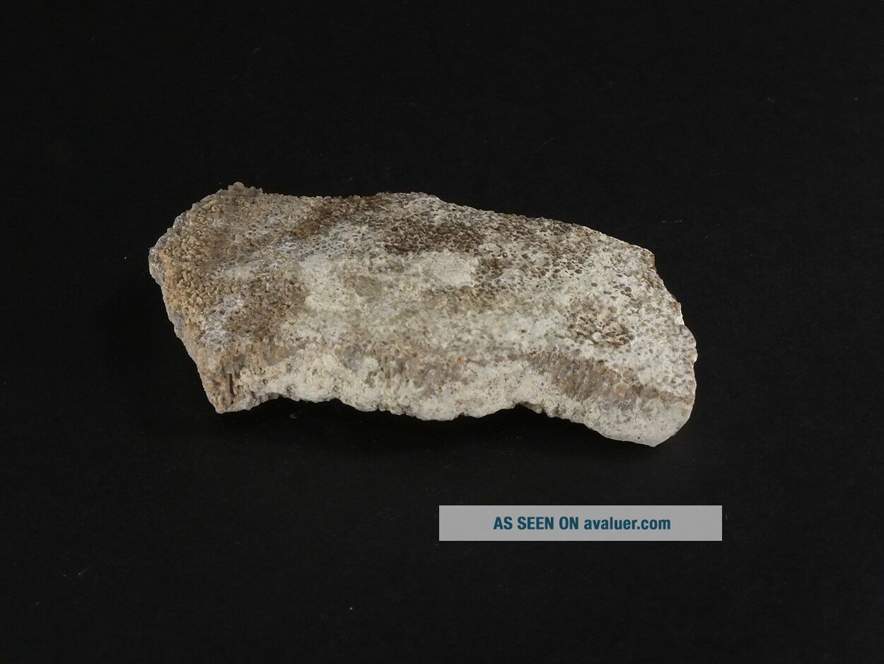 Dinosaur Egg Shell Saltasaur Patagonia Argentina Cretaceous EA7800 ...