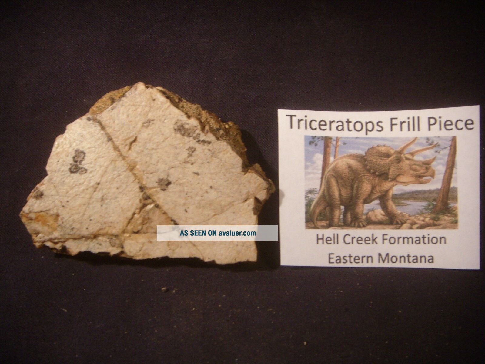 Dinosaur Bones Triceratops Frill Bone Hell Creek Formation, Montana, US ...