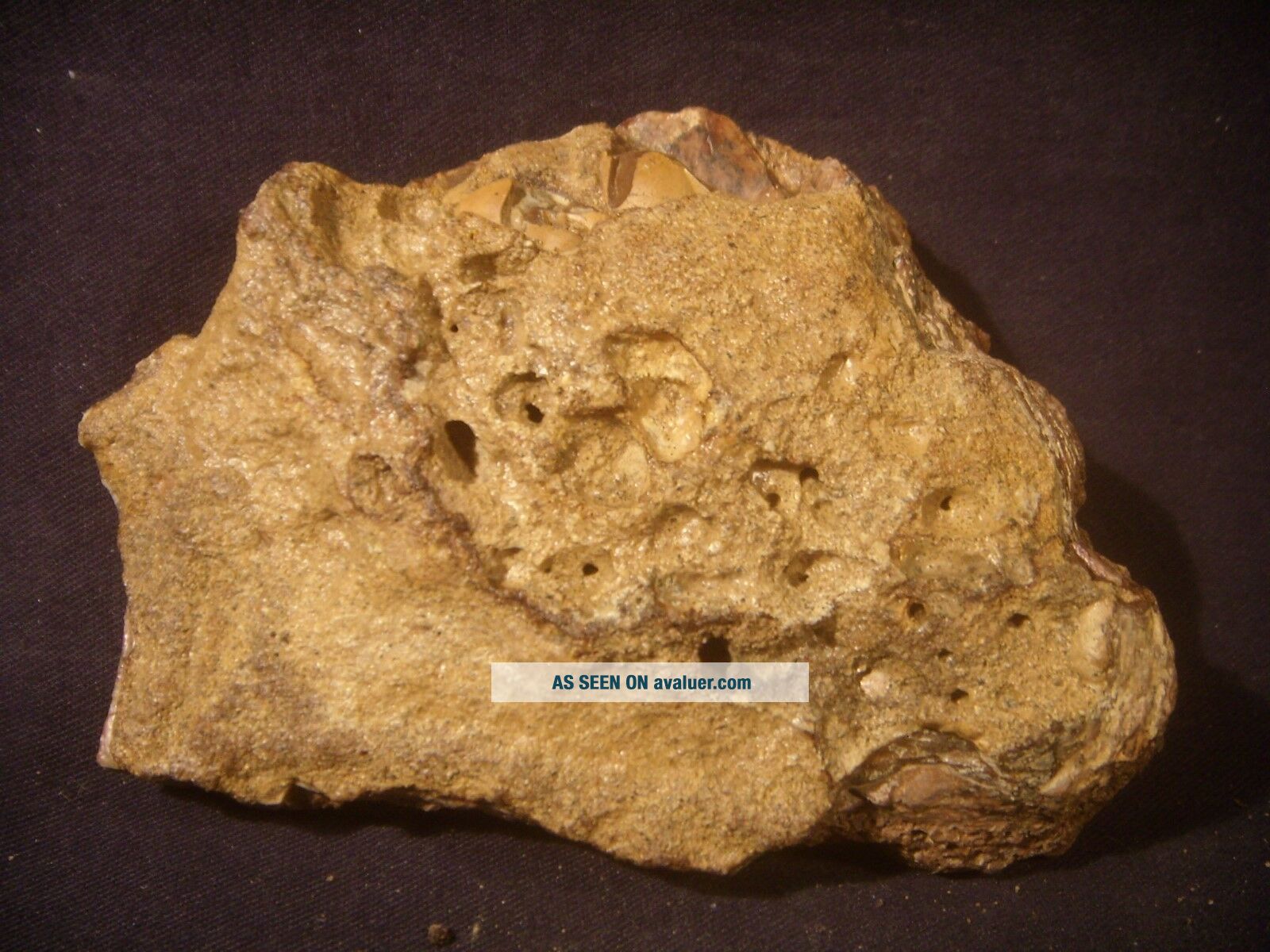 Dinosaur Bones Triceratops Frill Bone Hell Creek Formation, Montana, US ...