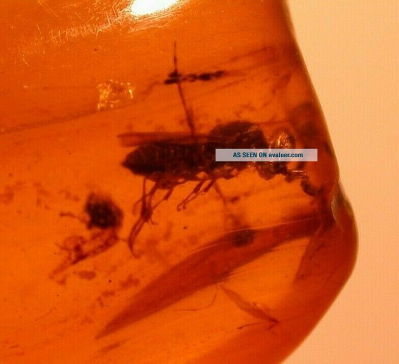Fat Cretaceous Wasp With Fly In Burmite Amber Fossil From Dinosaur Age ...