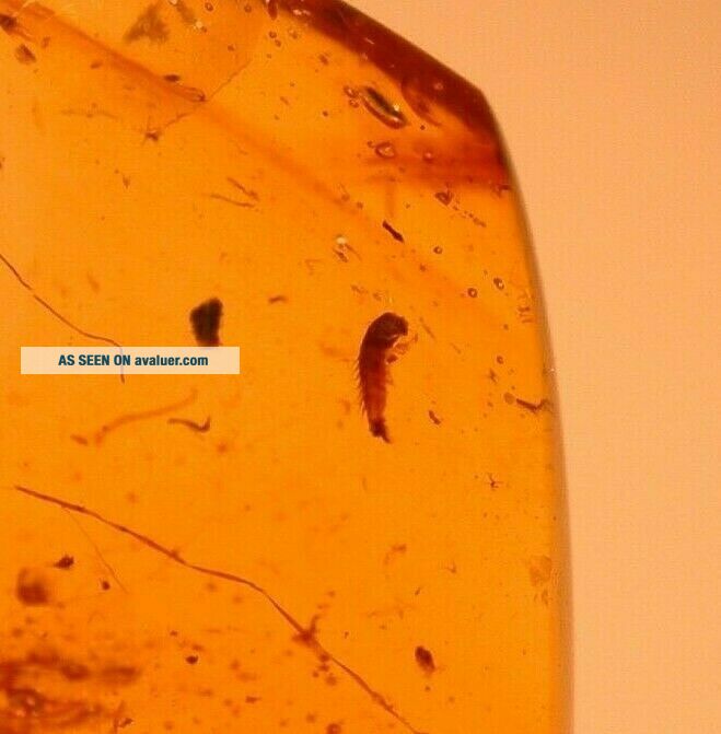 Cretaceous Larva With Fly In Burmite Amber Fossil Gemstone From ...