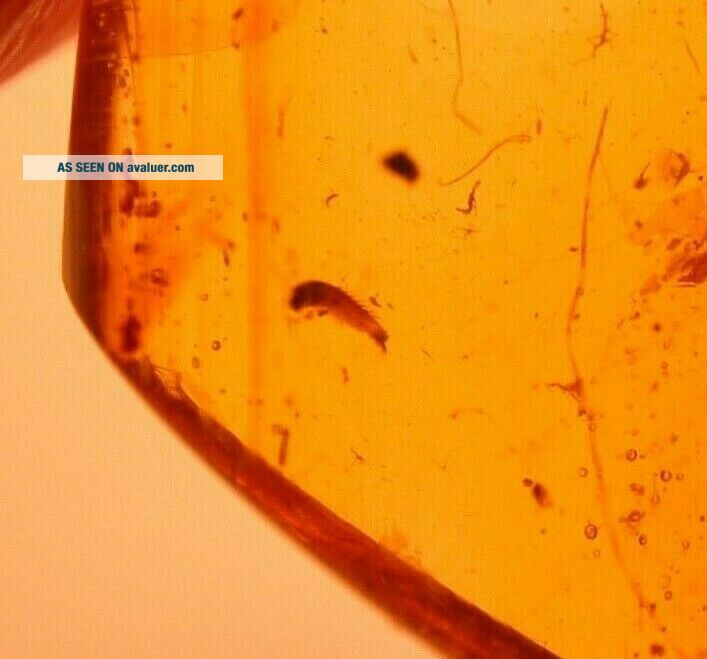 Cretaceous Larva With Fly In Burmite Amber Fossil Gemstone From ...
