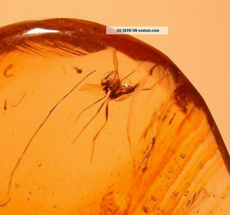 Cretaceous Larva With Fly In Burmite Amber Fossil Gemstone From ...