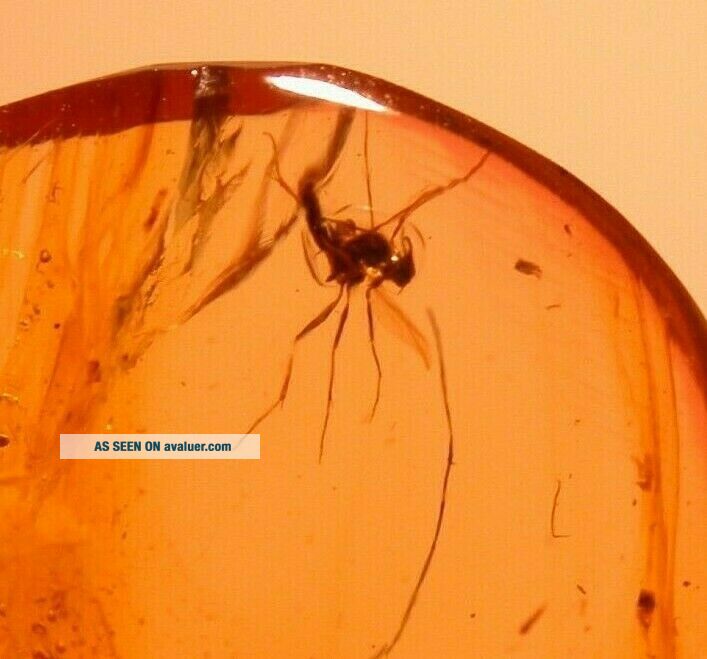 Cretaceous Larva With Fly In Burmite Amber Fossil Gemstone From ...