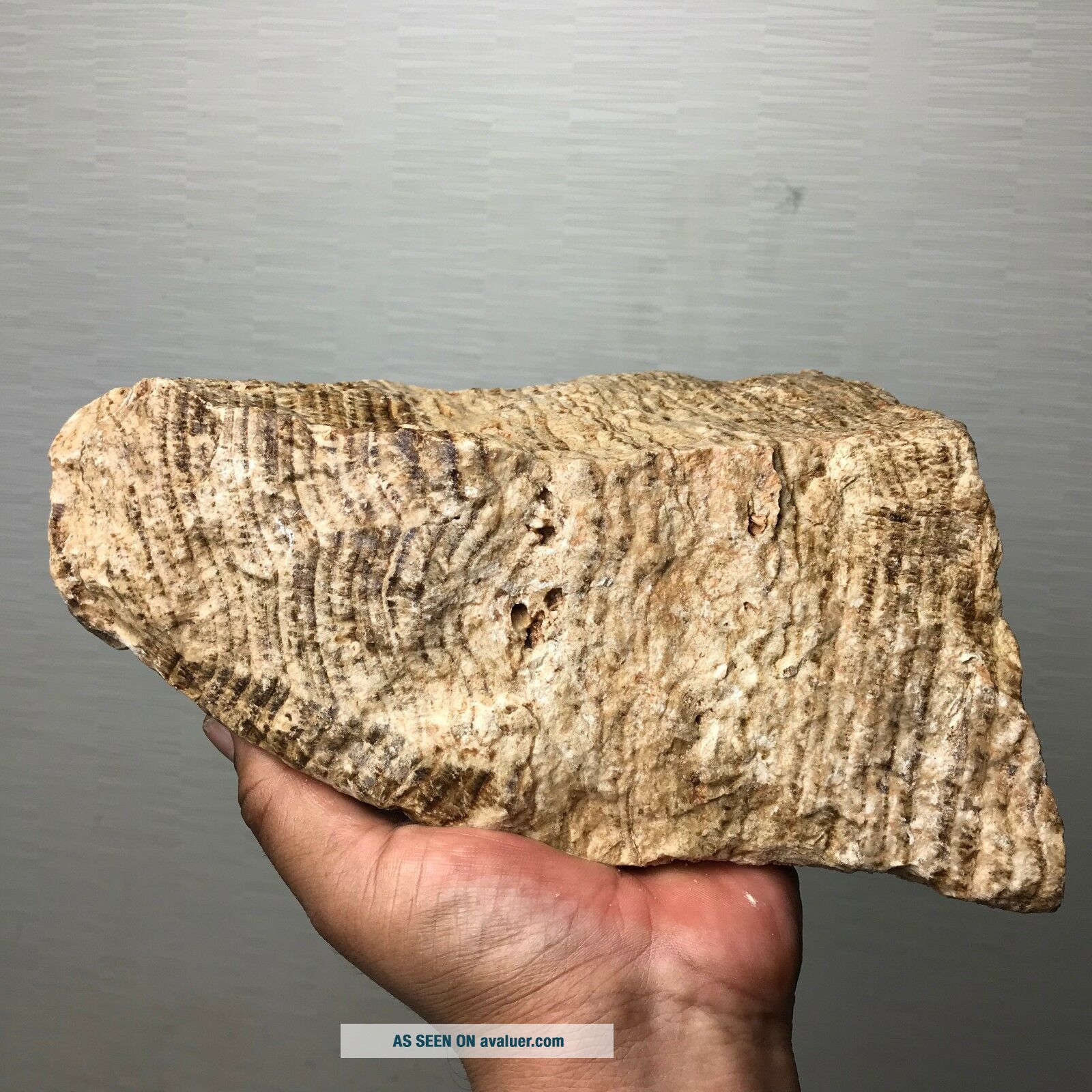 TOP QUALITY BANDED ARAGONITE ROUGH 11 LBS FROM ARGENTINA | #4919715
