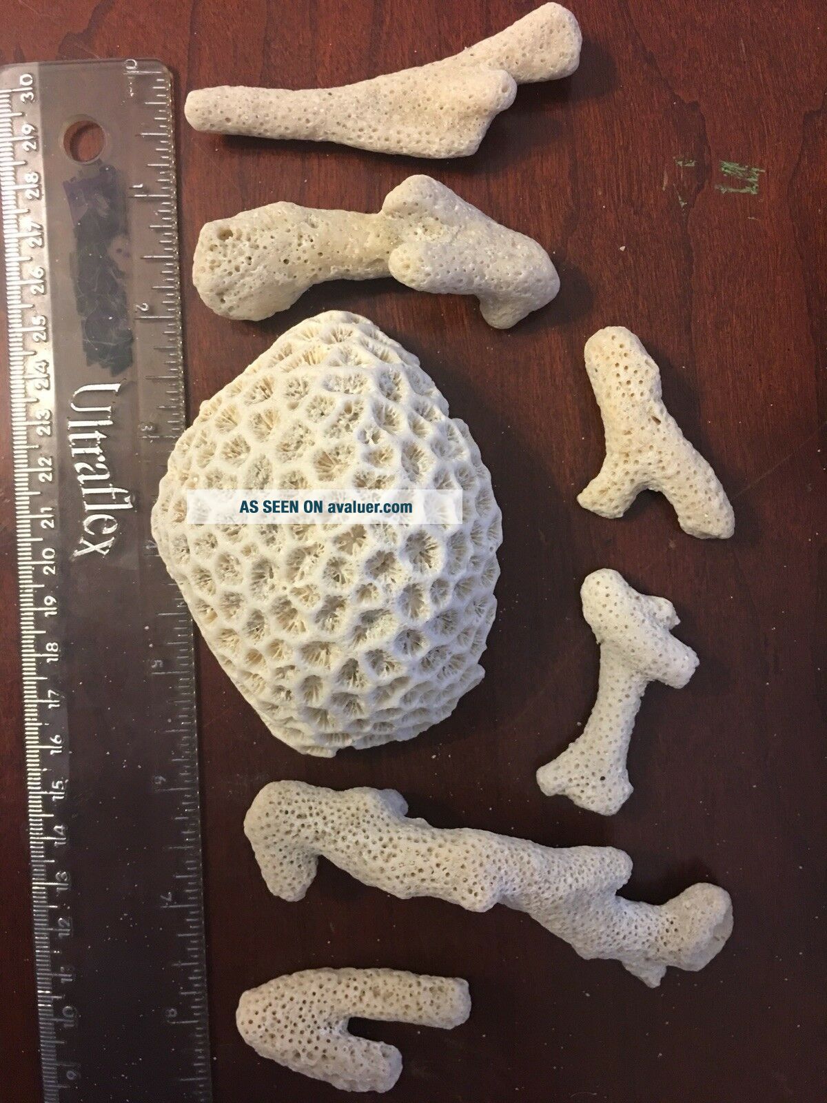 Aquarium Sea Coral 7 Specimens From The Persian Gulf, Ajman (BD1 ...
