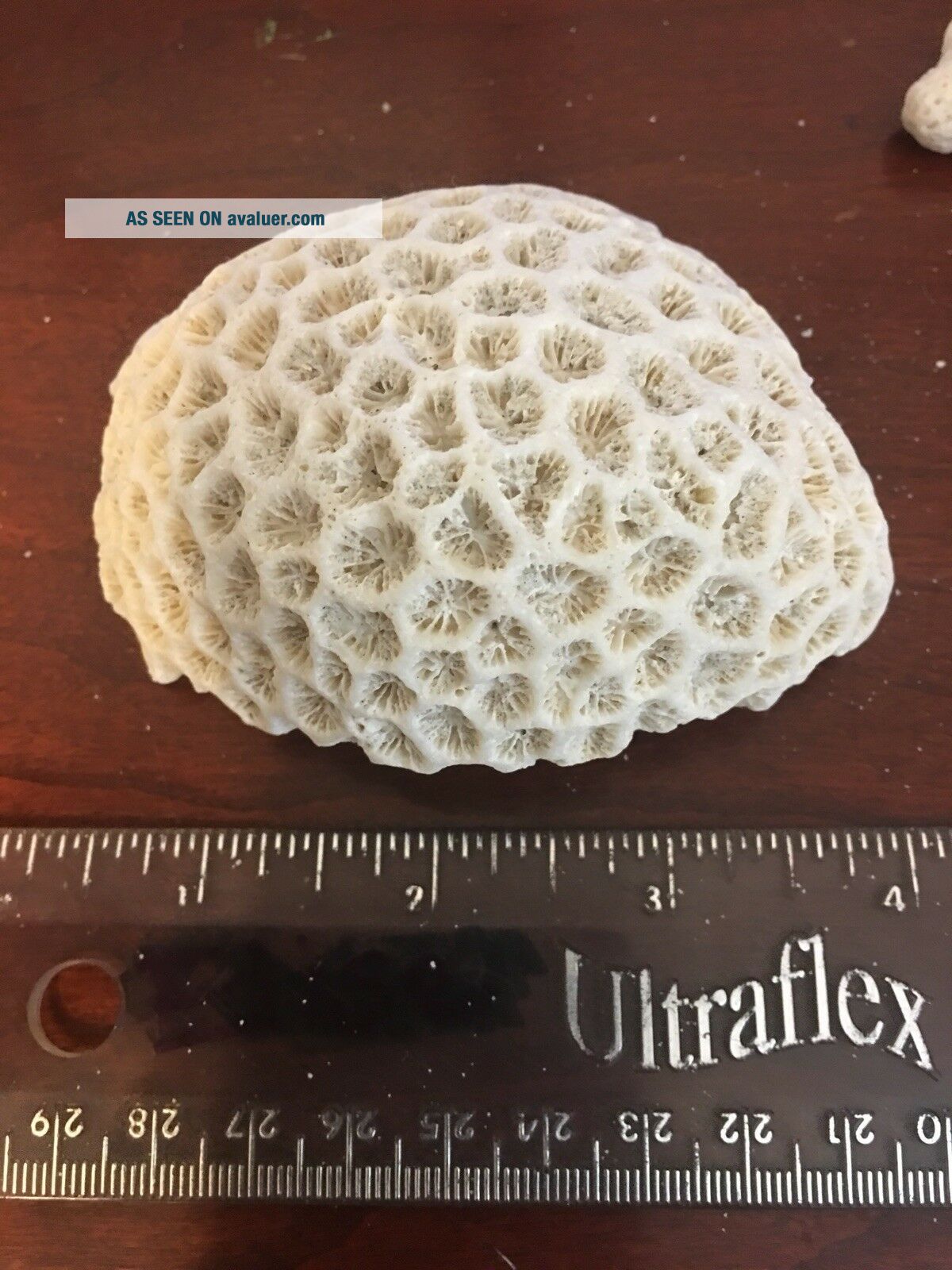 Aquarium Sea Coral 7 Specimens From The Persian Gulf, Ajman (BD1 ...
