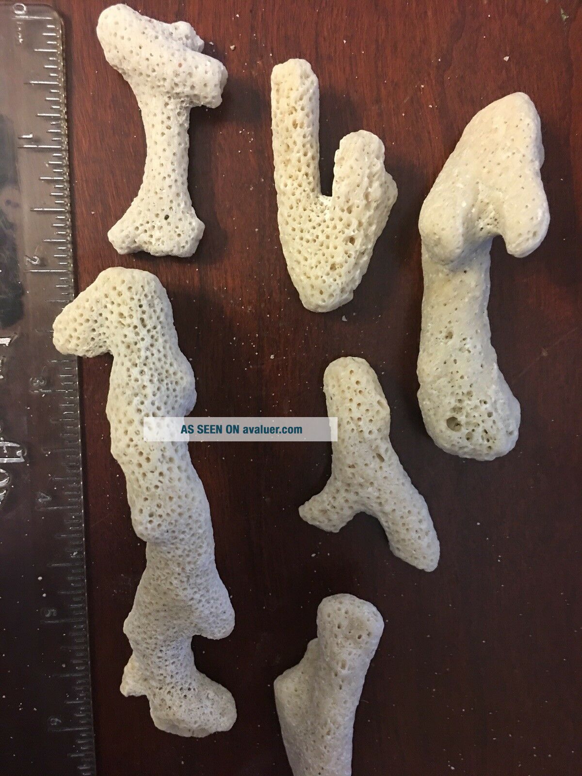 Aquarium Sea Coral 7 Specimens From The Persian Gulf, Ajman (BD1 ...