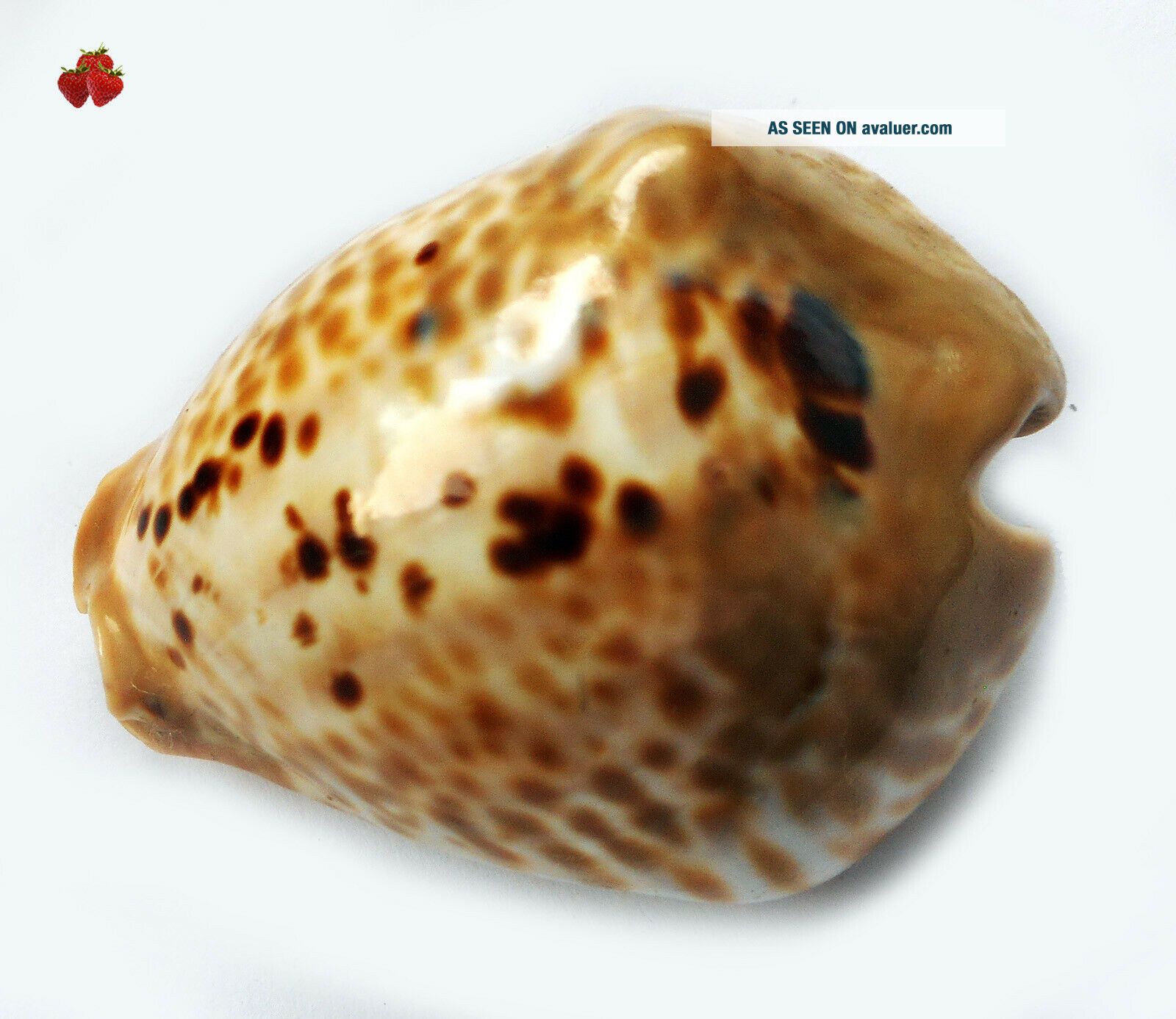 Cypraea Mus Bicornis Colombia 42, 3 Mm F3/ GEM CUTE MATURE DWARF | #4995413