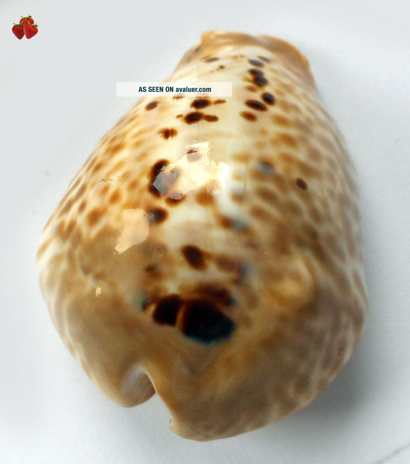 Cypraea Mus Bicornis Colombia 42, 3 Mm F3/ GEM CUTE MATURE DWARF | #4995413