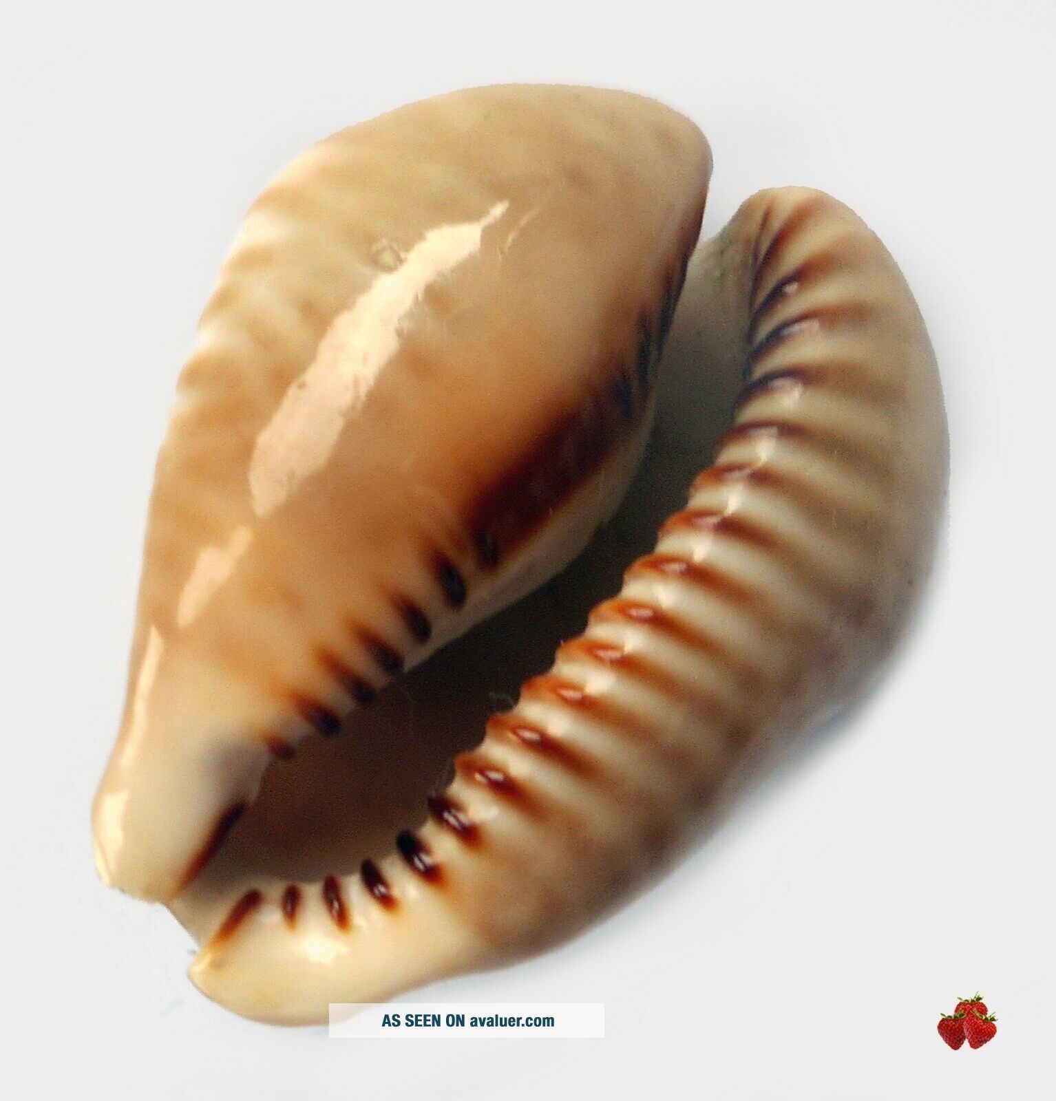 Cypraea Mus Bicornis Colombia 42, 3 Mm F3/ GEM CUTE MATURE DWARF | #4995413