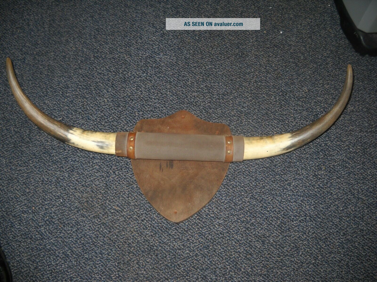 MOUNTED STEER HORNS BULL LONGHORNS 28 " From Tip To Tip | #5362521