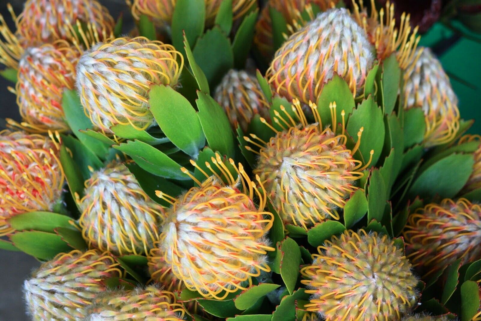 RARE Live Cuttings PROTEA MARDI GRAS Leucospermum Conocarpodendron NOT ...