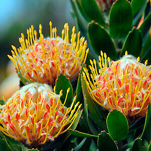 RARE Live Cuttings PROTEA MARDI GRAS Leucospermum Conocarpodendron NOT ...