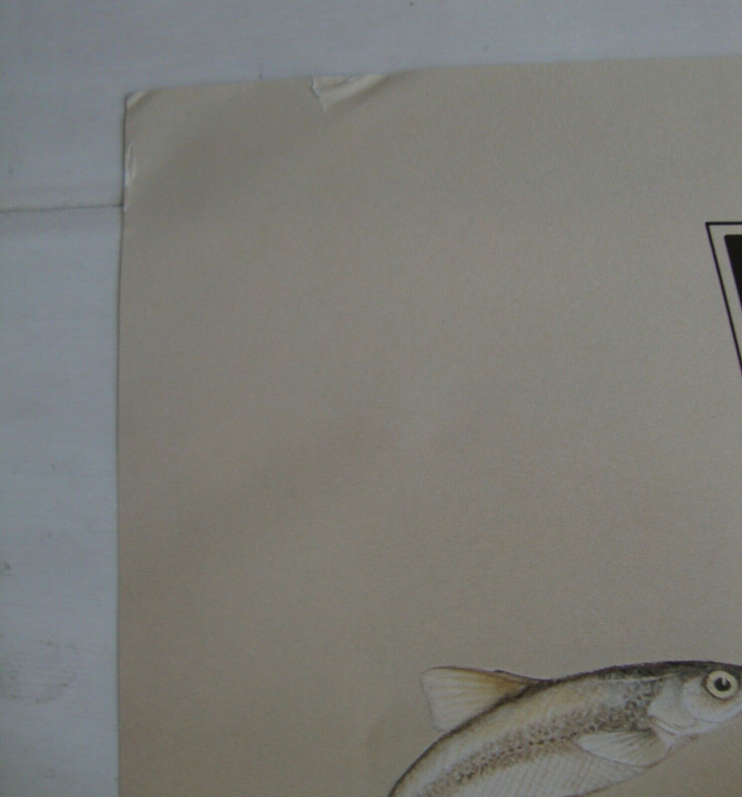Vintage Fish Poster/Print - Forage Fishes Of Pennsylvania | #19900065