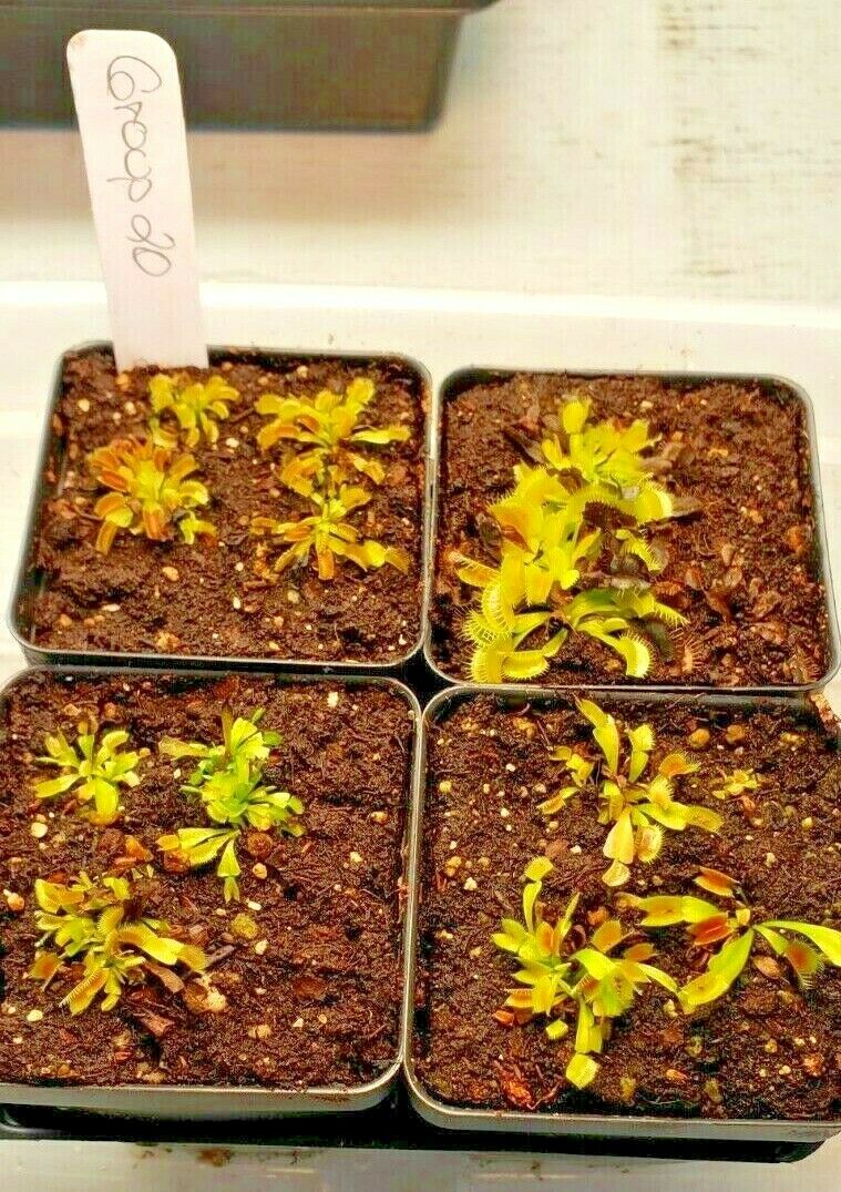 RARE Carnivorous Venus FlyTrap Plant Group 20 | #20087065