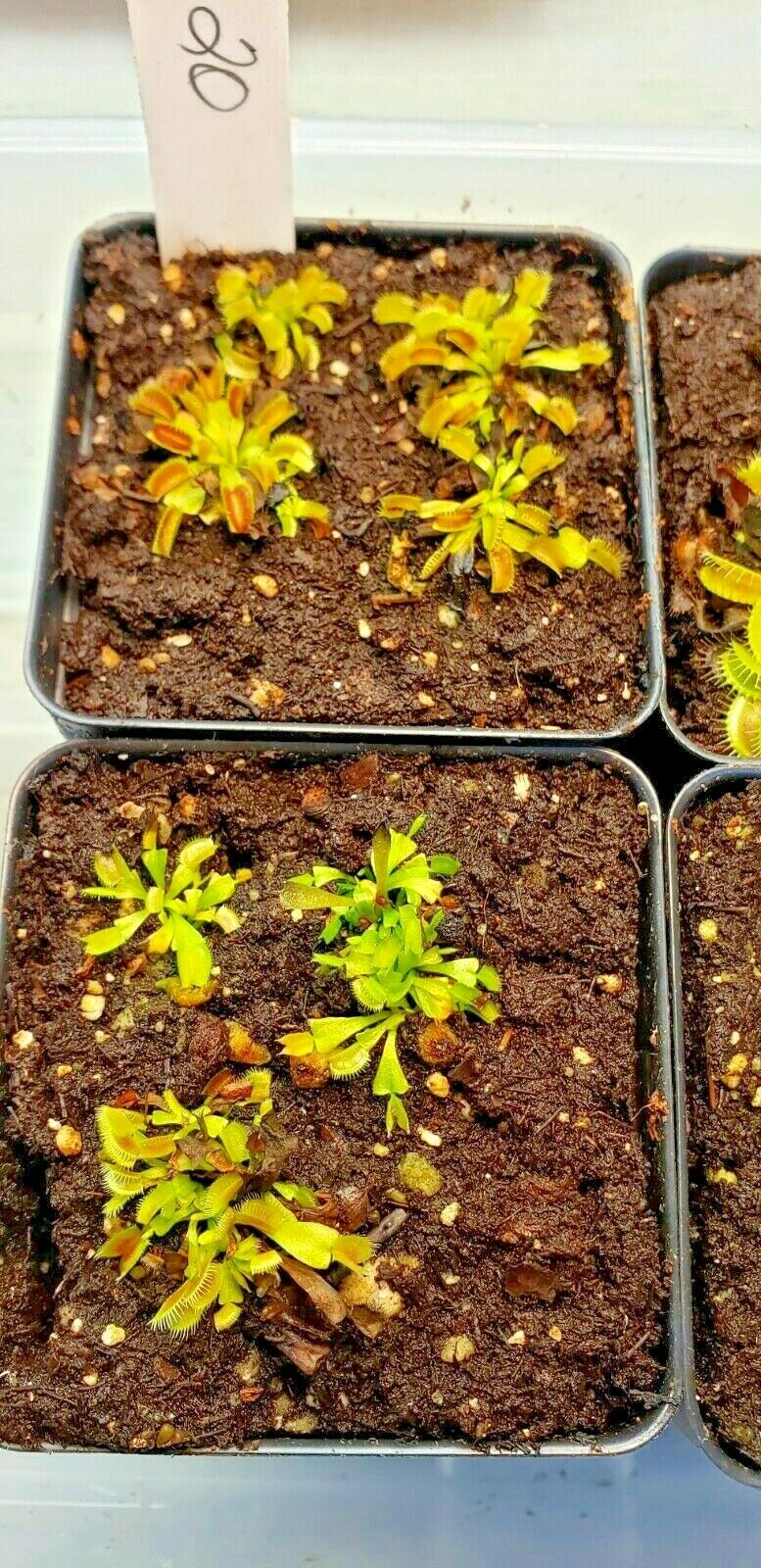RARE Carnivorous Venus FlyTrap Plant Group 20 | #20087065