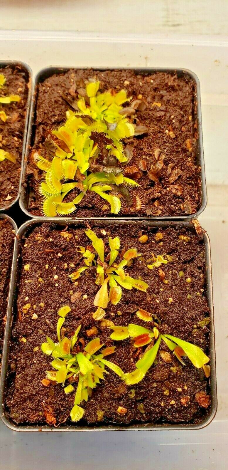 RARE Carnivorous Venus FlyTrap Plant Group 20 | #20087065